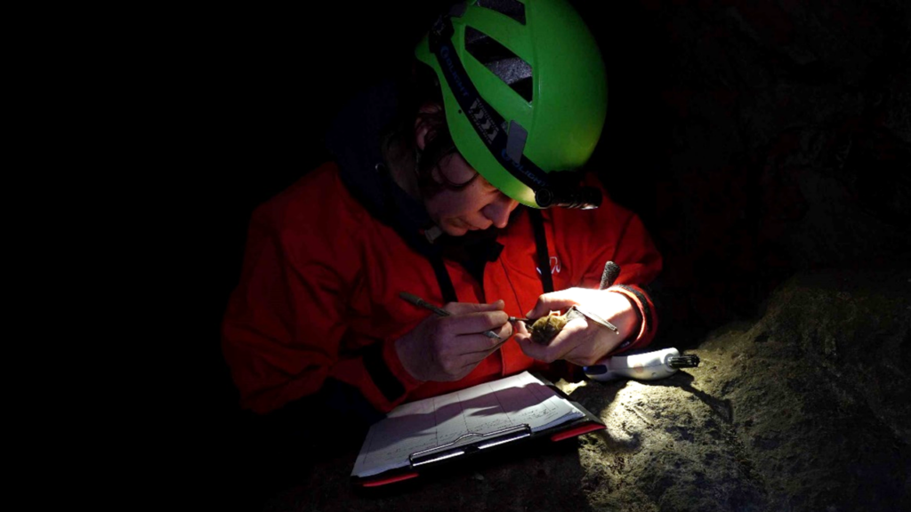 The largest nursing colony of the Lesser Horseshoe Bat and the Geoffroy ...